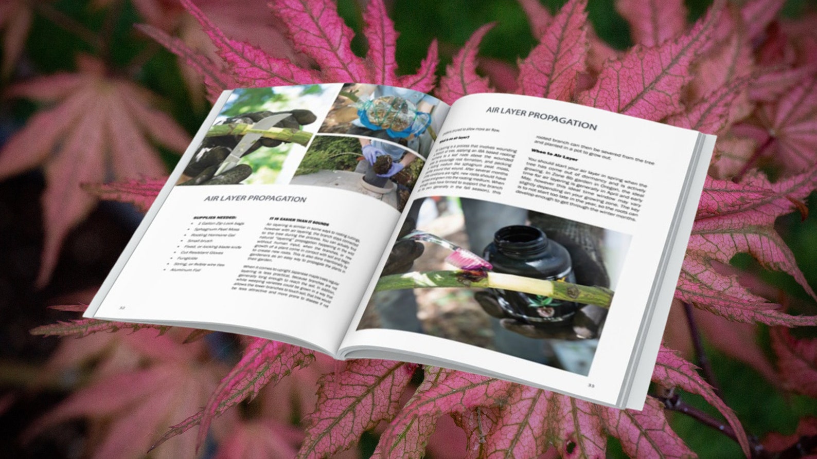 Japanese Maple Tree Propagation Guide Book | Digital Book Download - Etsy