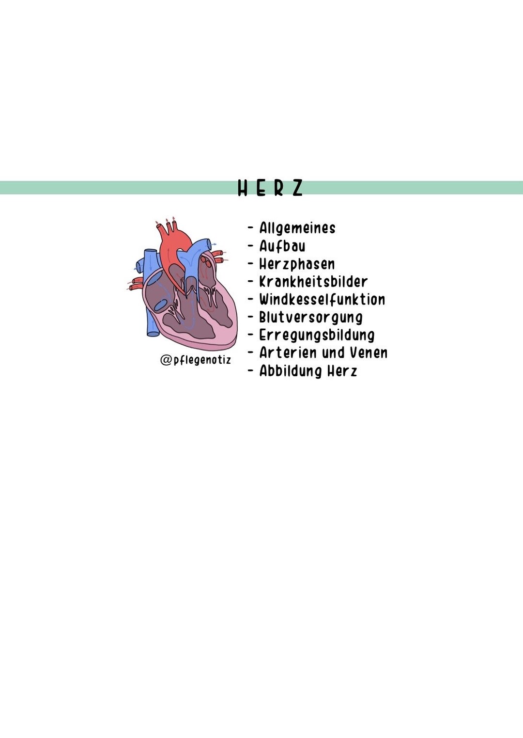 Learning Note anatomy of the Heart Nursing Note - Etsy