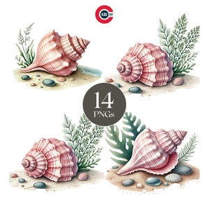 Watercolor Seashell Clipart: Beach Graphics, Nautical Pearls (digital ...
