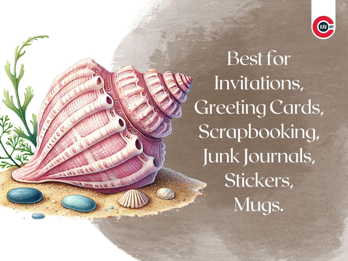 Watercolor Seashell Clipart: Beach Graphics, Nautical Pearls (digital ...