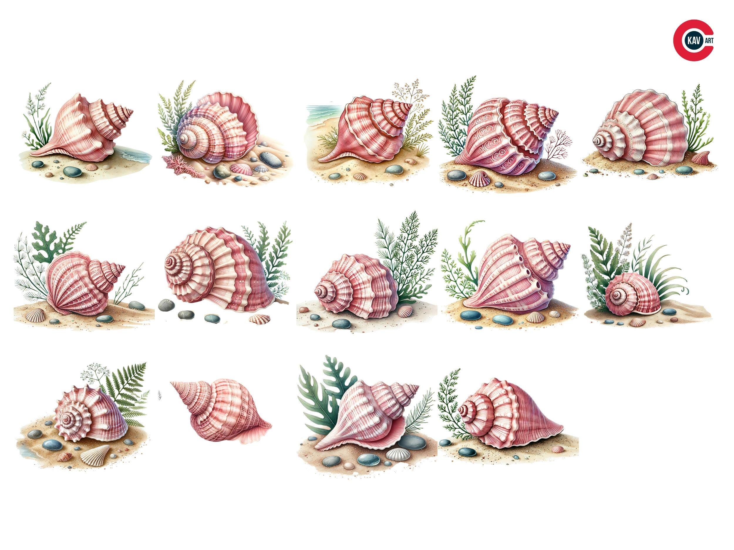 Watercolor Seashell Clipart: Beach Graphics, Nautical Pearls (digital ...
