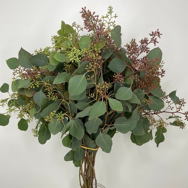 Seeded Eucalyptus - Etsy
