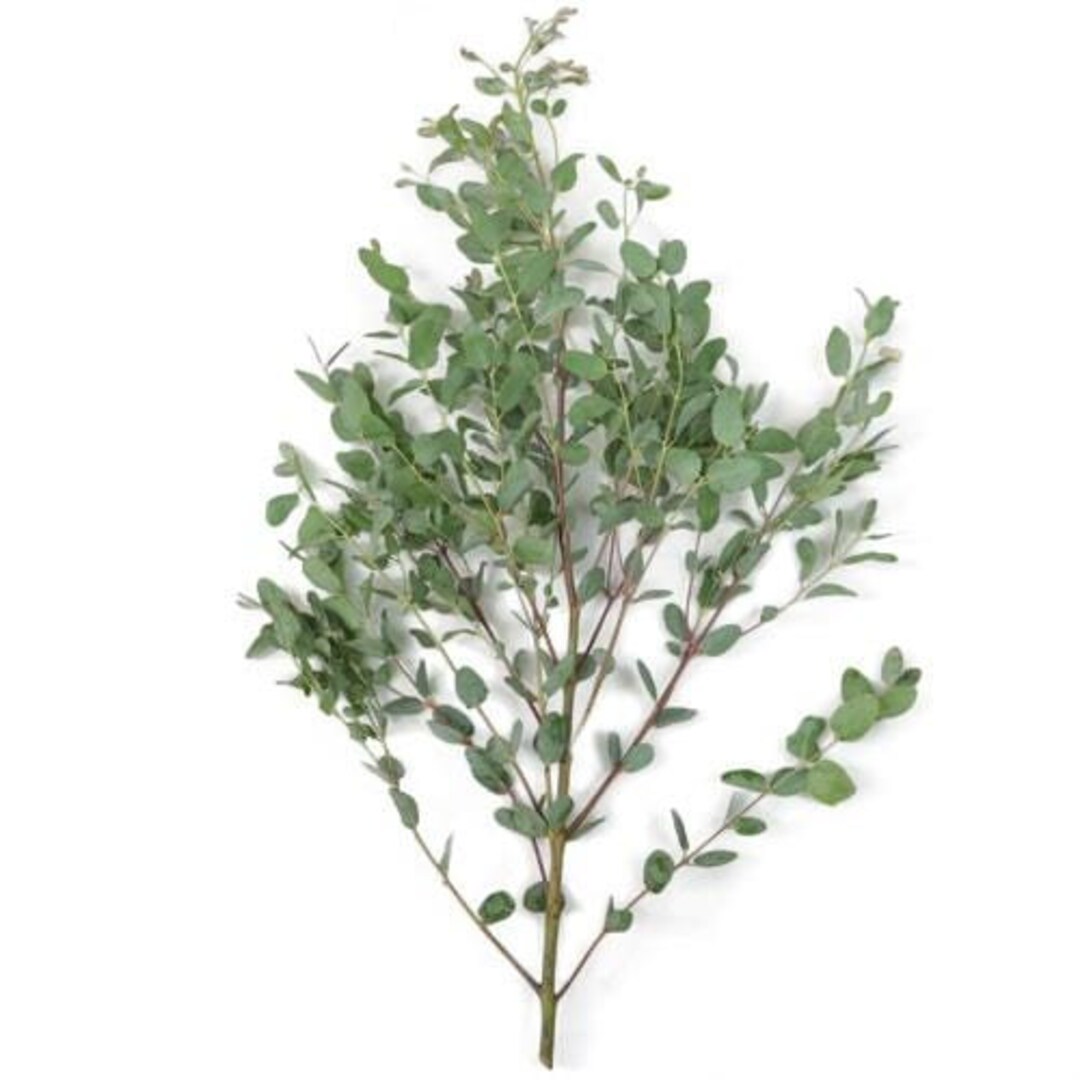 Gunnii Eucalyptus Greneery Foliage fresh Cut - Etsy