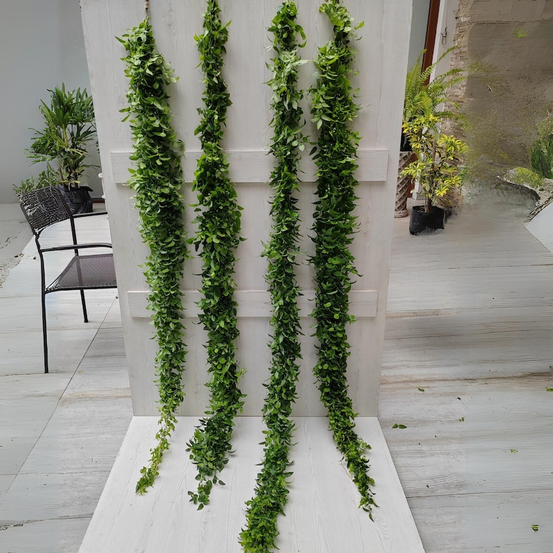 Smilax Garland - Fresh Greenery for Weddings & Events | 60ft Bulk Vines ...