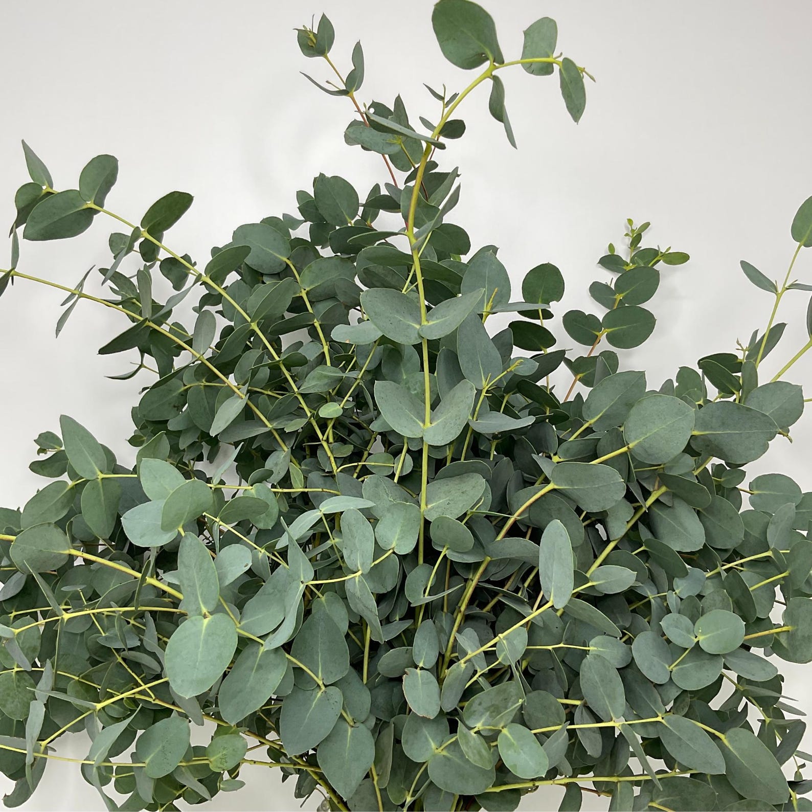 Gunnii Eucalyptus Greneery Foliage (fresh Cut) - Etsy