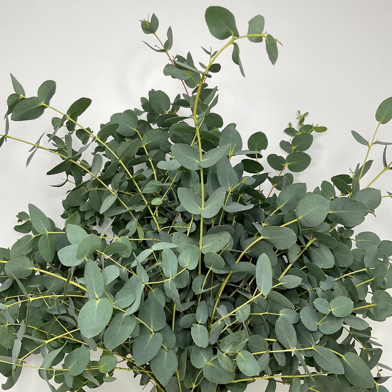Gunnii Eucalyptus Greneery Foliage fresh Cut - Etsy