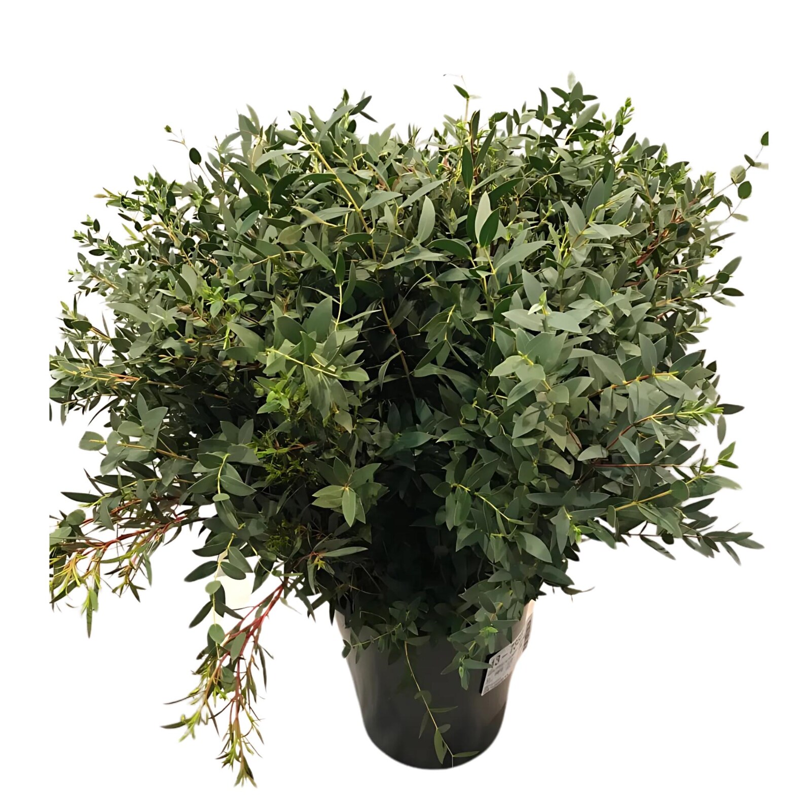 Parvifolia Eucalyptus Greenery | Fresh Cut Small Leaf | Wedding ...