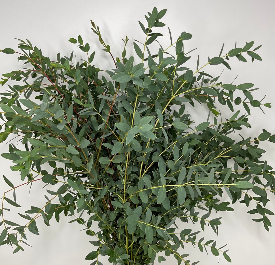 Parvifolia Eucalyptus Greenery fresh Cut - Etsy
