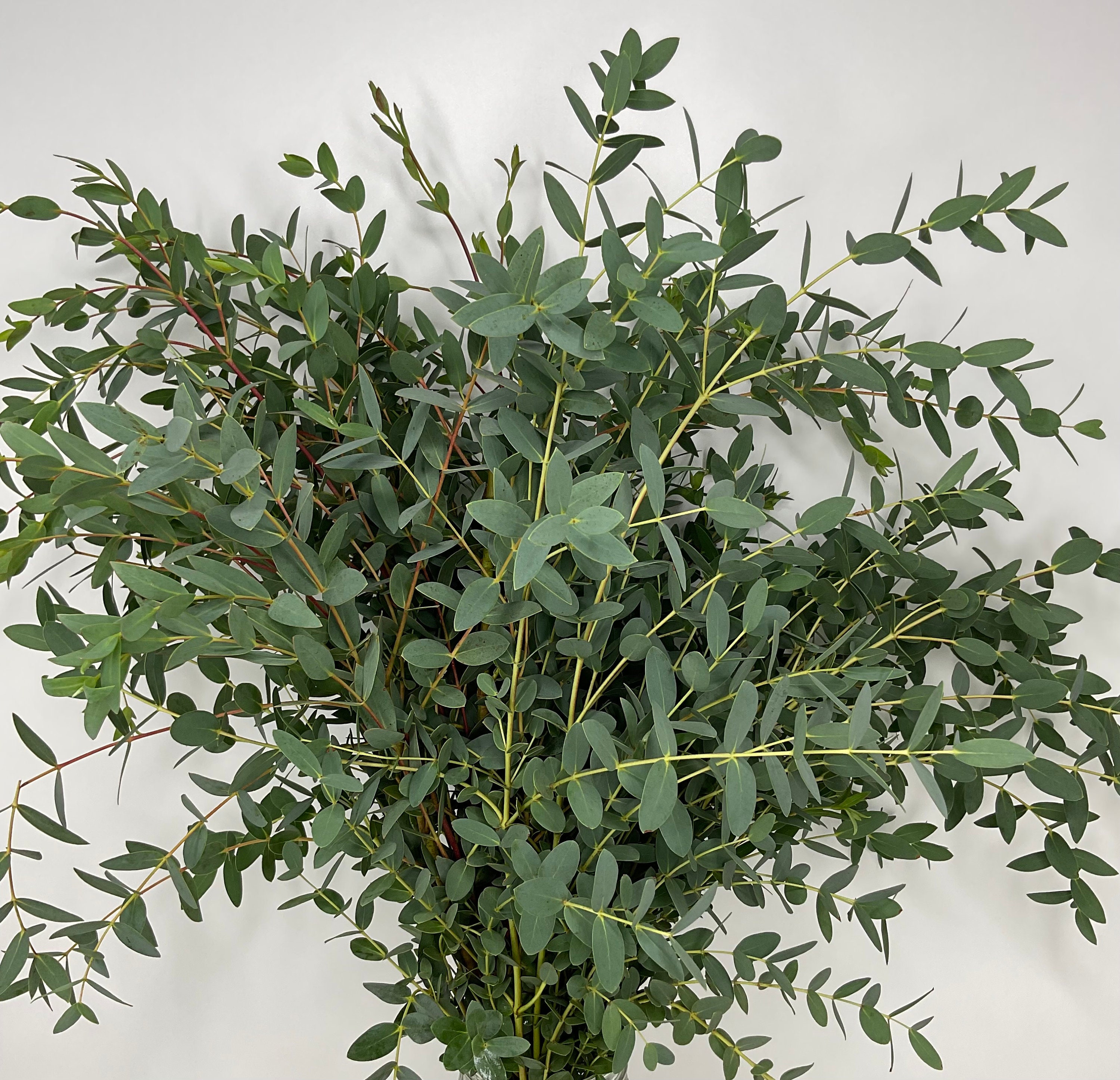 Parvifolia Eucalyptus Greenery (fresh Cut) - Etsy