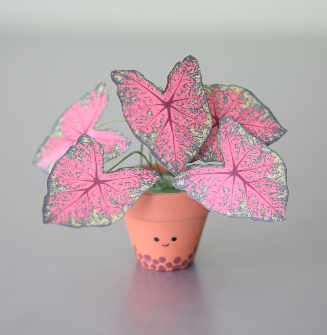 Mini Boba Tropical Plant Caladium - Etsy