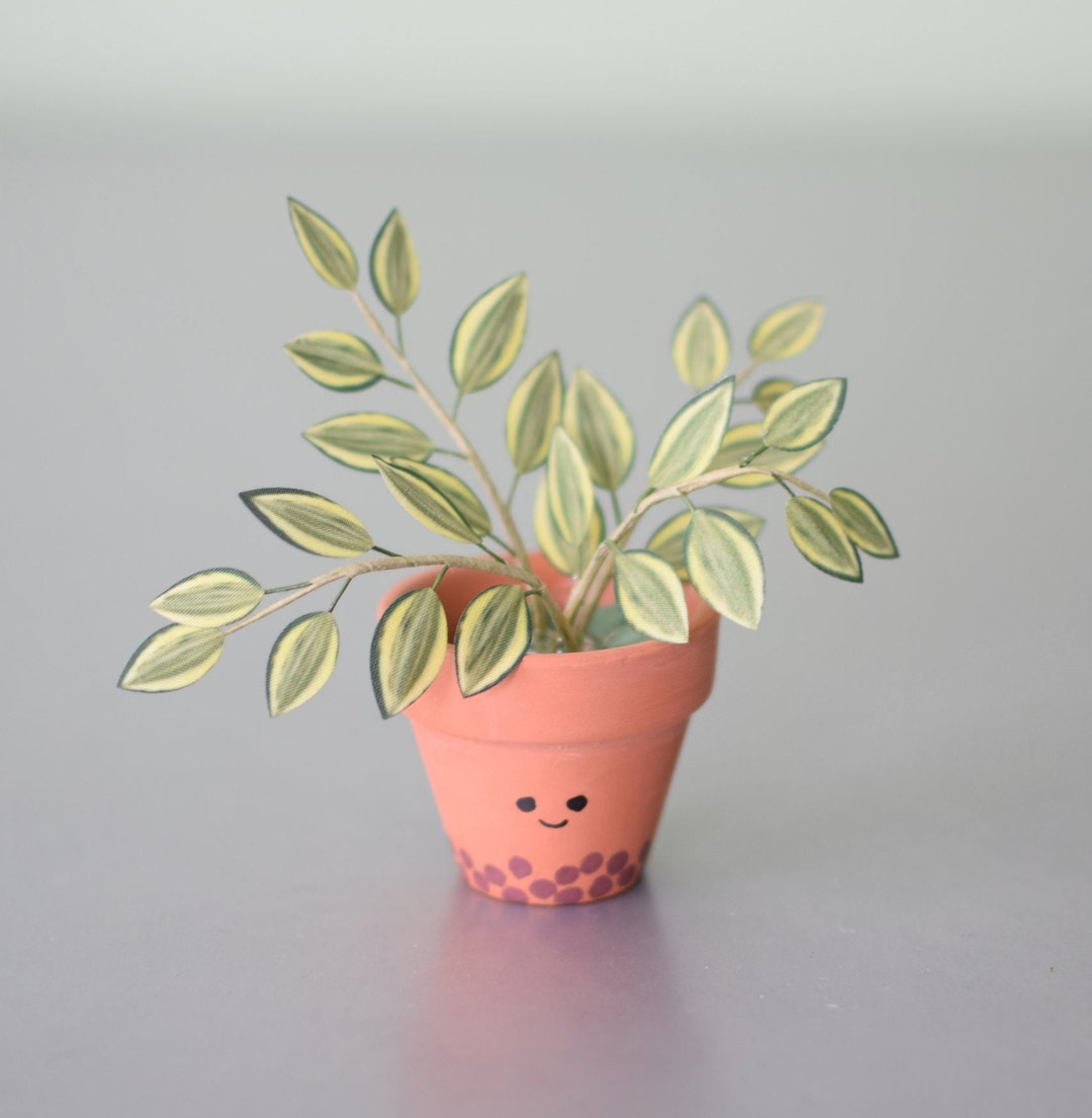 Mini Boba Tropical Plant Peperomia - Etsy