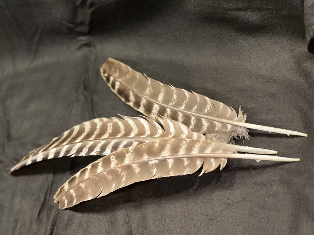 Turkey Wing Feathers - for Arts, Crafts, Saging, Prayers, Boho Decor - Etsy