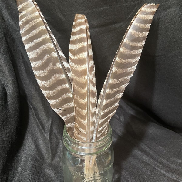Turkey Wing Feathers - Etsy