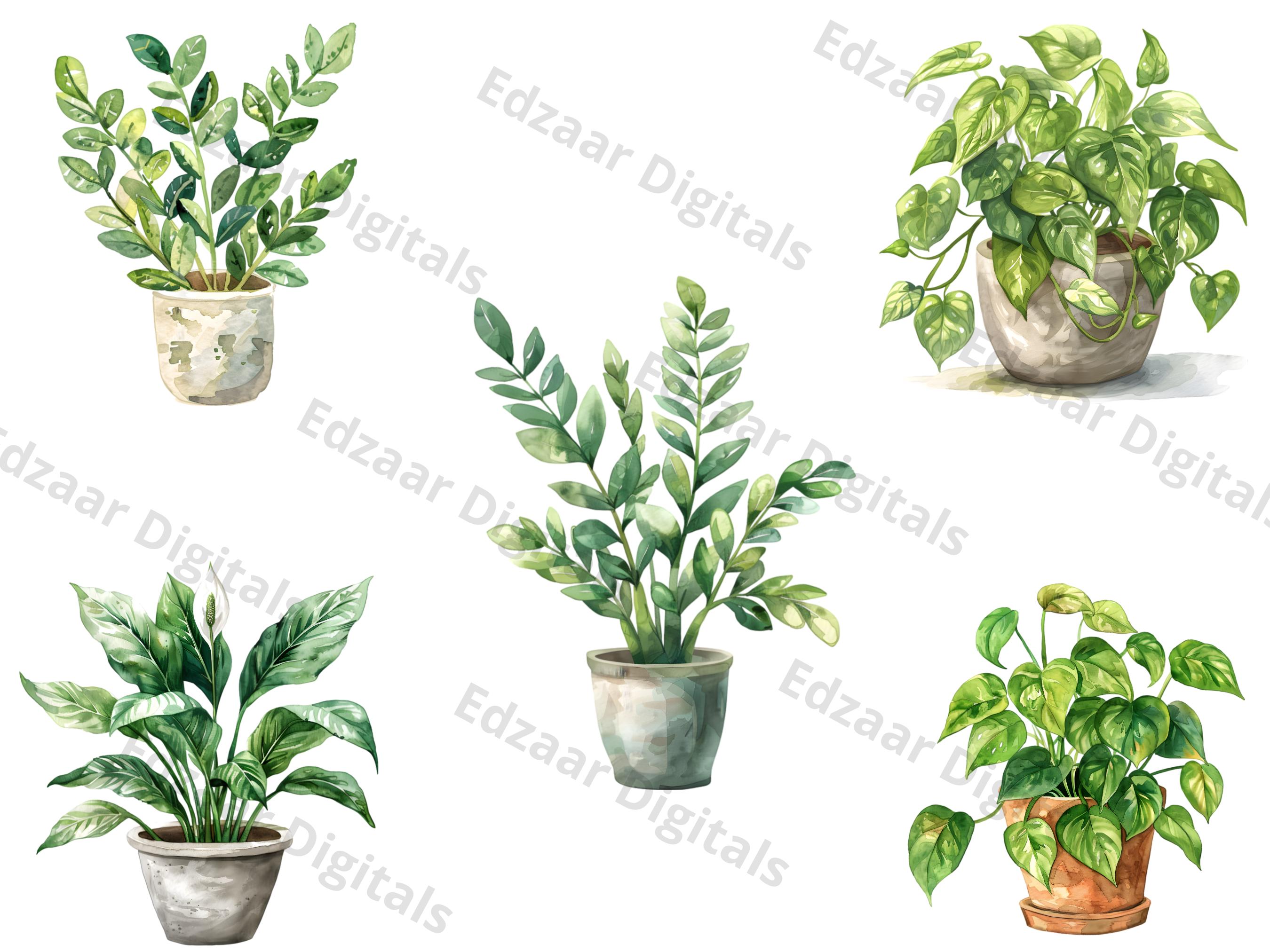 35 Indoor Plant Watercolor Clipart, Botanical Watercolor Clip, Greenery ...