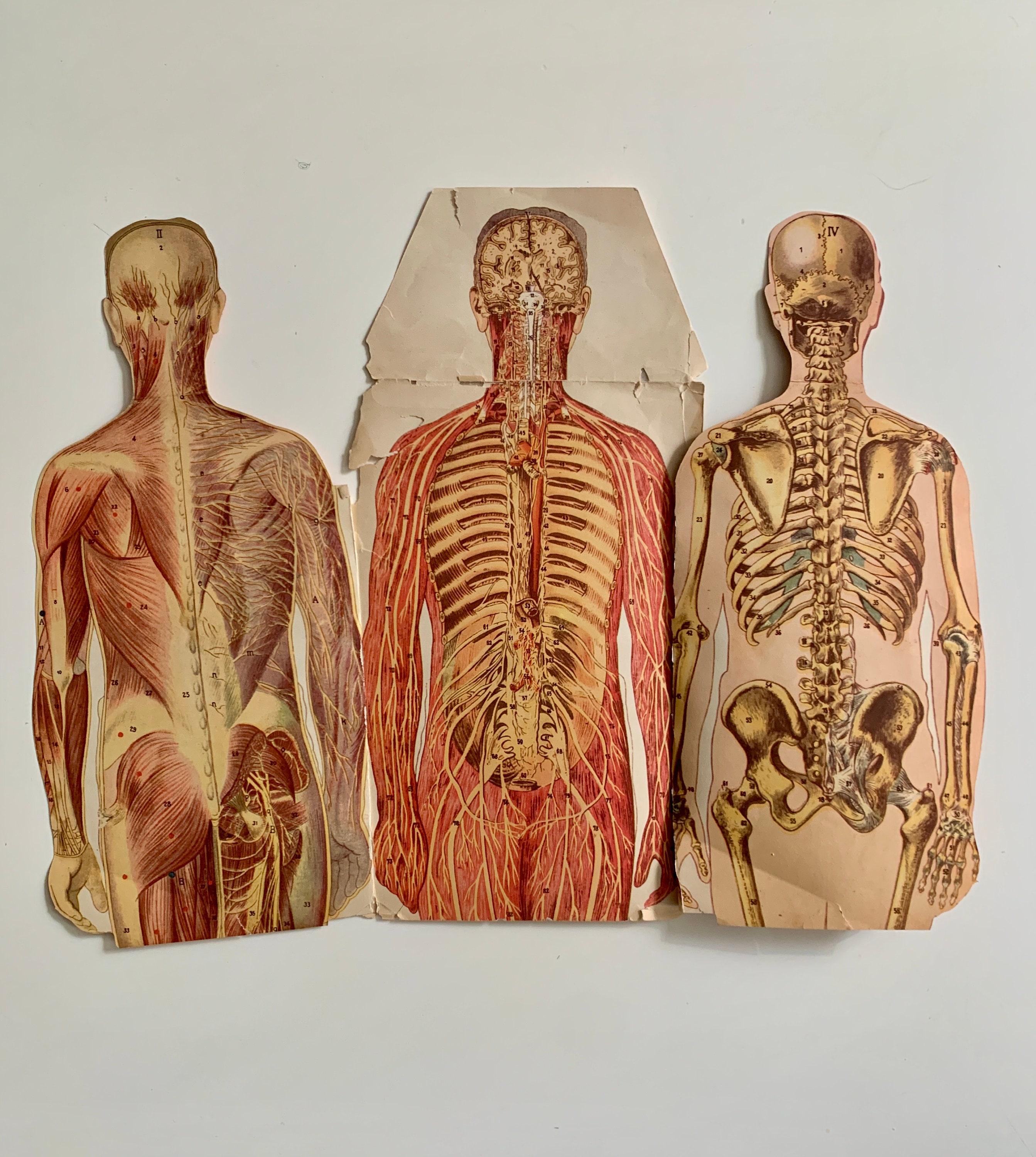 Vintage Man Fold Out Anatomy Manikans Organs Skeleton Illustration - Etsy