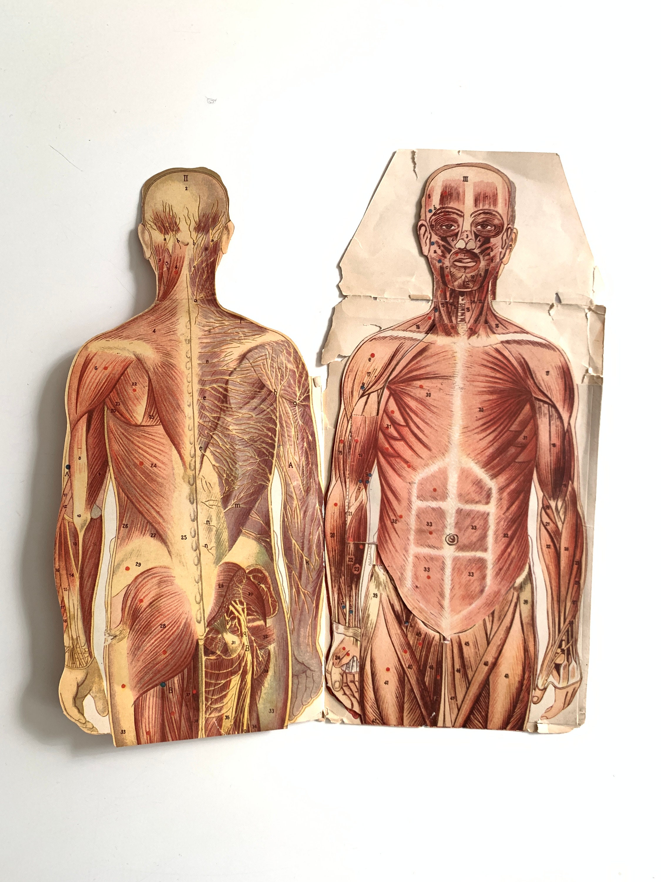 Vintage Man Fold Out Anatomy Manikans Organs Skeleton Illustration - Etsy