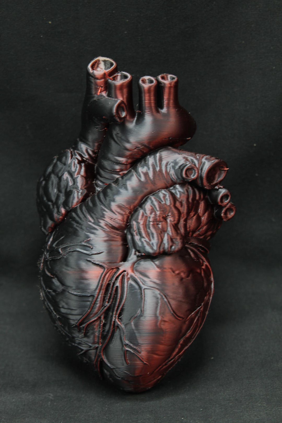Replica of an Anatomically Correct Human Heart - Magic Bicolor Red and ...