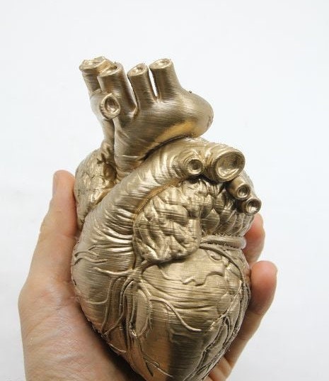 Replica of an Anatomical Human Heart MADE TO ORDER - Etsy