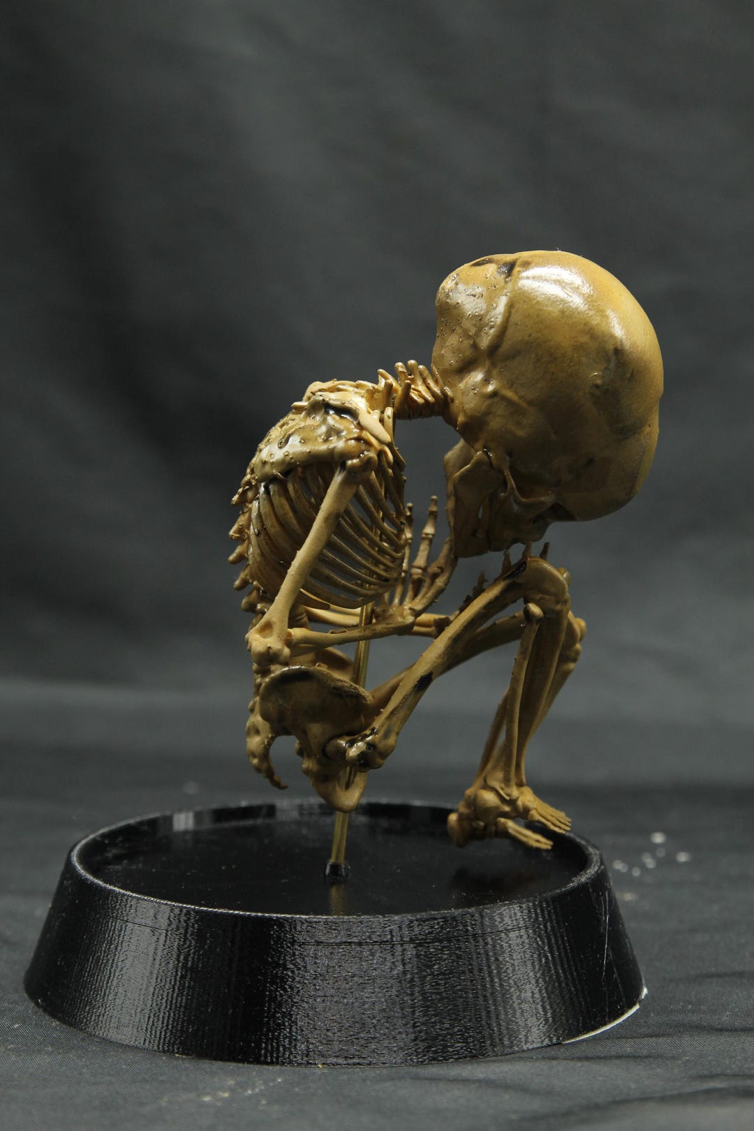Replica of a Fetus Skeleton - MADE TO ORDER - Etsy