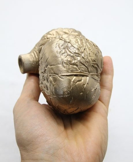 Replica of an Anatomical Human Heart MADE TO ORDER - Etsy