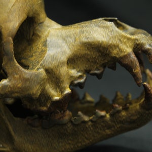 Fantasy Werewolf Skull - MADE TO ORDER - Etsy