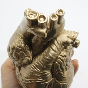 Replica of an Anatomical Human Heart - MADE TO ORDER - Etsy