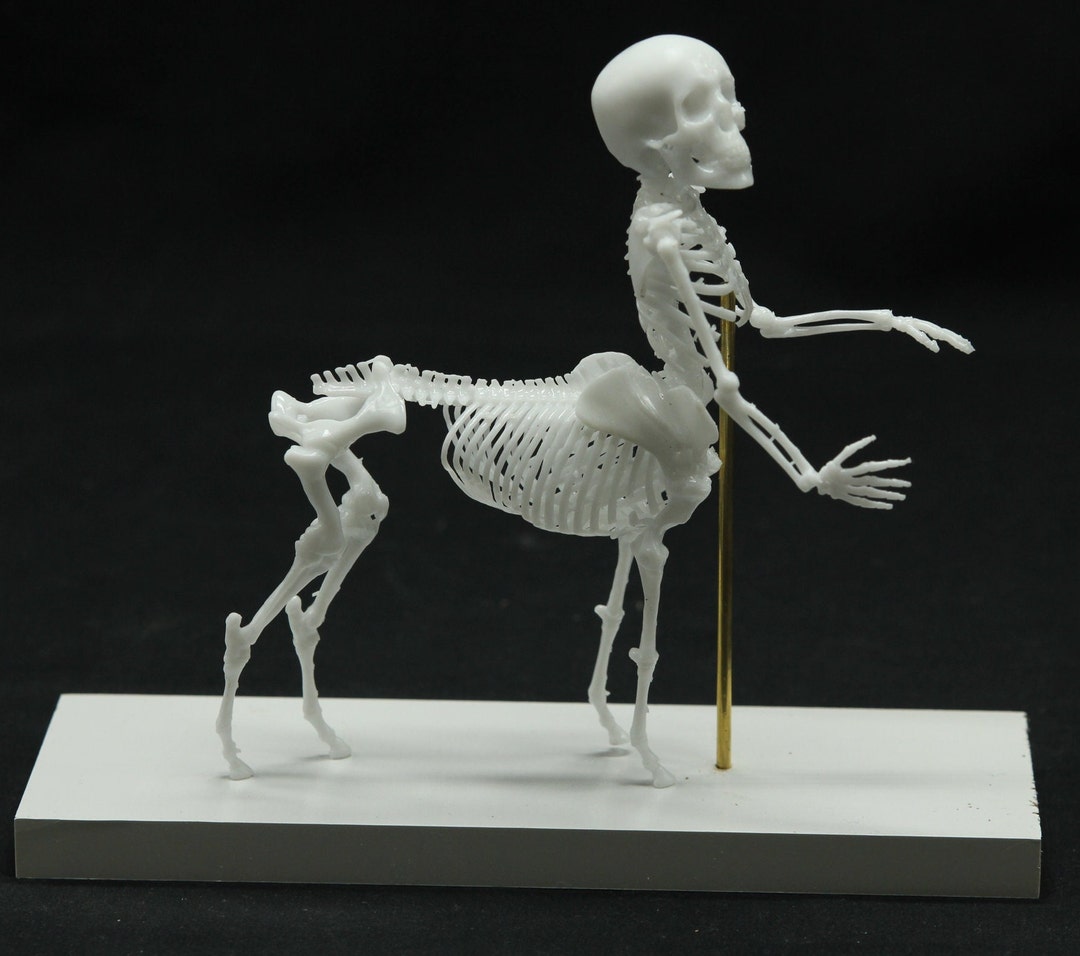 Exceptional Centaur Skeleton in Resin MADE TO ORDER - Etsy