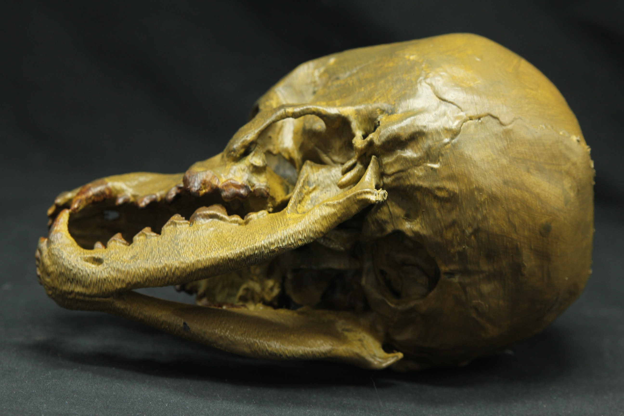 Fantasy Werewolf Skull MADE TO ORDER - Etsy