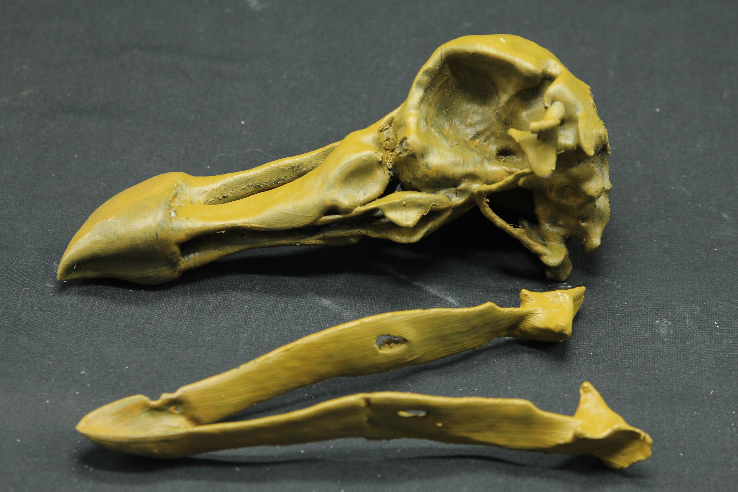 Replica of Dodo Skull Raphus Cucullatus MADE TO ORDER - Etsy