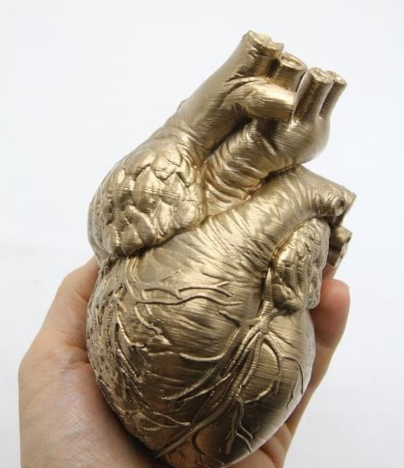 Replica of an Anatomical Human Heart MADE TO ORDER - Etsy