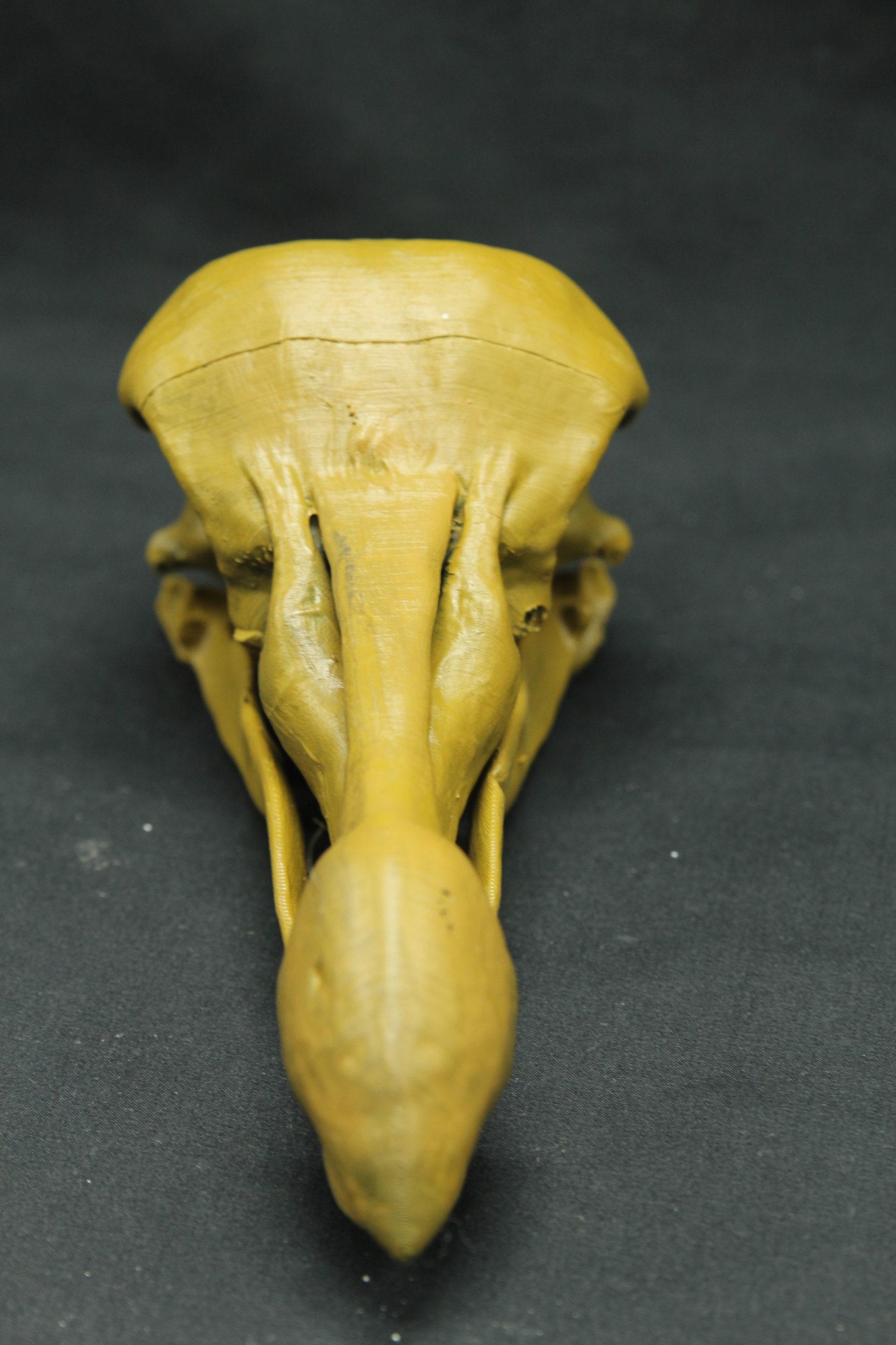 Replica of Dodo Skull Raphus Cucullatus MADE TO ORDER - Etsy
