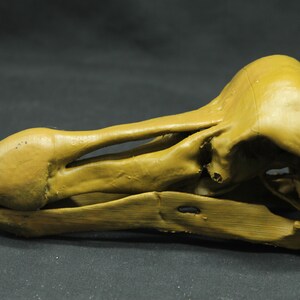 Replica of Dodo Skull - Raphus Cucullatus - MADE TO ORDER - Etsy