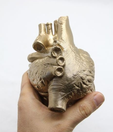 Replica of an Anatomical Human Heart MADE TO ORDER - Etsy