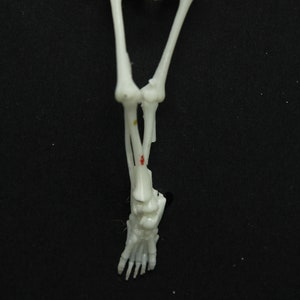 Memento Mori - Crucified Demon Skeleton - MADE TO ORDER - Curiosity ...