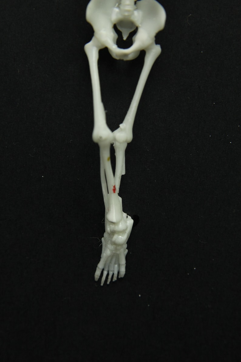 Memento Mori - Crucified Demon Skeleton - MADE TO ORDER - Curiosity ...