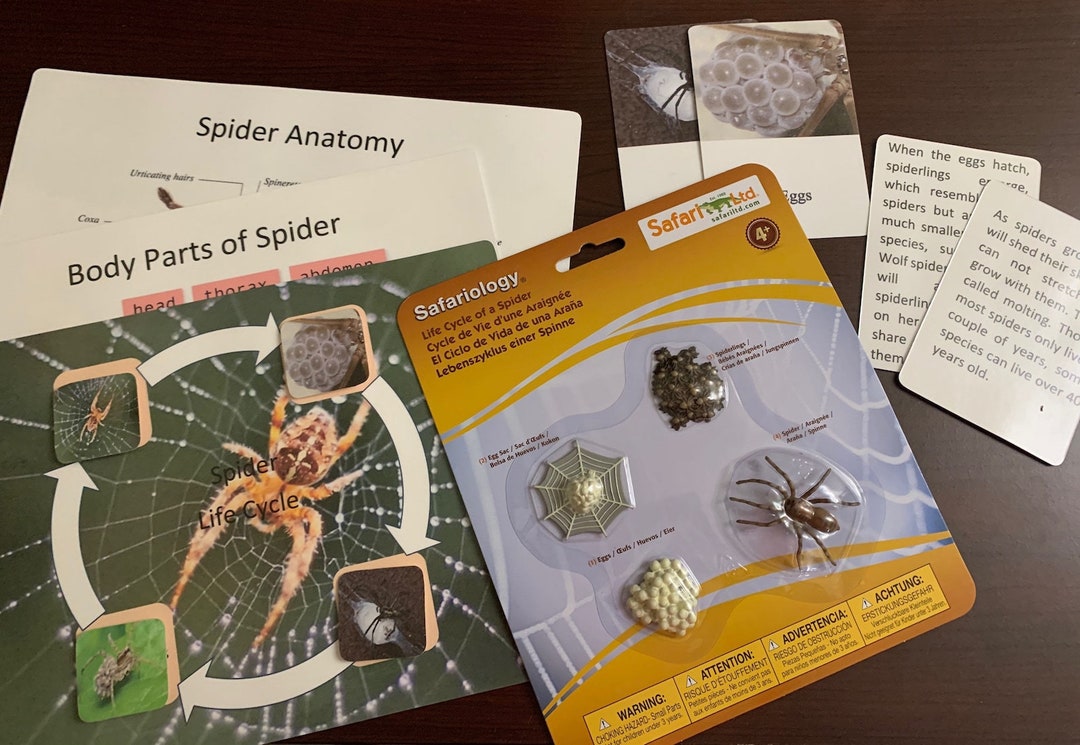 Spider Life Cycle Montessori Object to Image Matching Activity Sensory ...