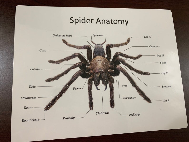 Spider Life Cycle Montessori Object to Image Matching Activity Sensory ...