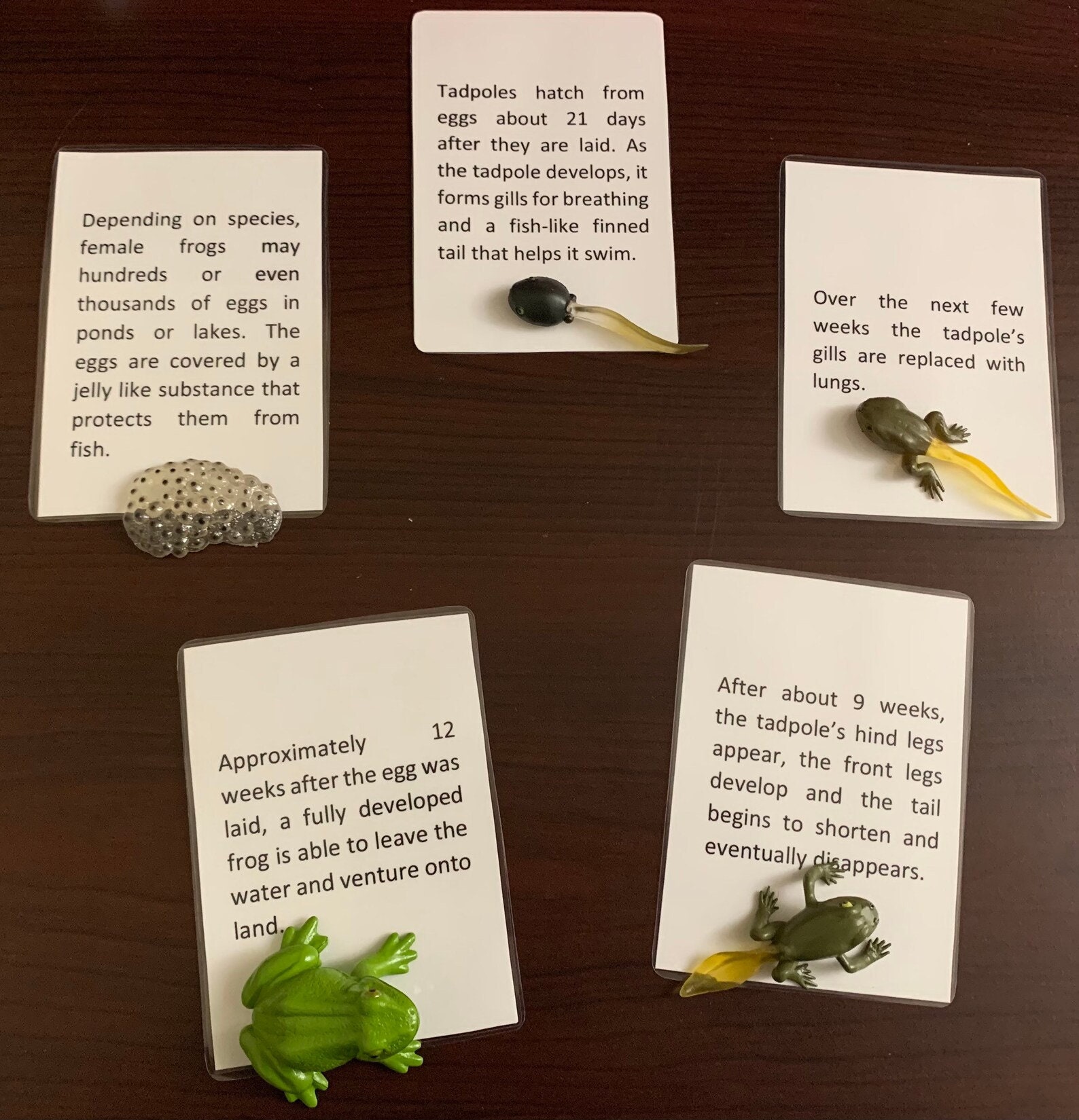 Frog Life Cycle Montessori Matching Activity Sensory Bin Kit Anatomy ...