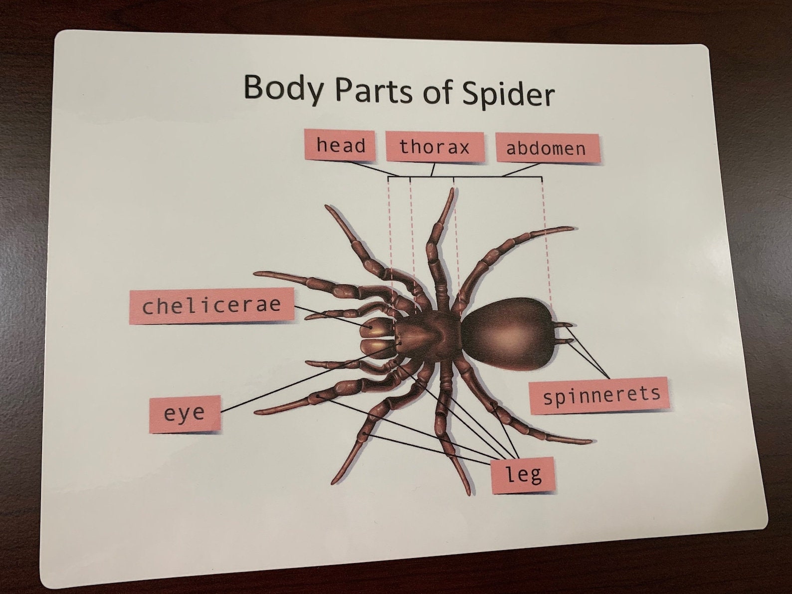 Spider Life Cycle Montessori Object to Image Matching Activity Sensory ...