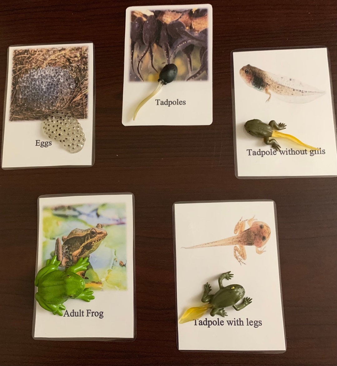 Frog Life Cycle Montessori Matching Activity Sensory Bin Kit Anatomy ...