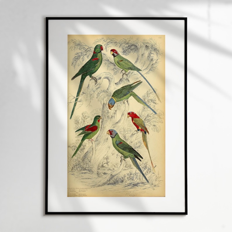 Parrots Species Print | PRINTABLE Room Decor | Digital Download ...
