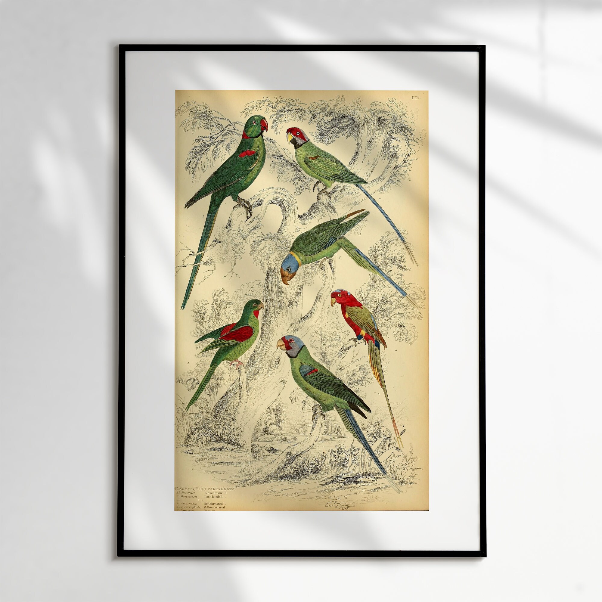 Parrots Species Print | PRINTABLE Room Decor | Digital Download ...