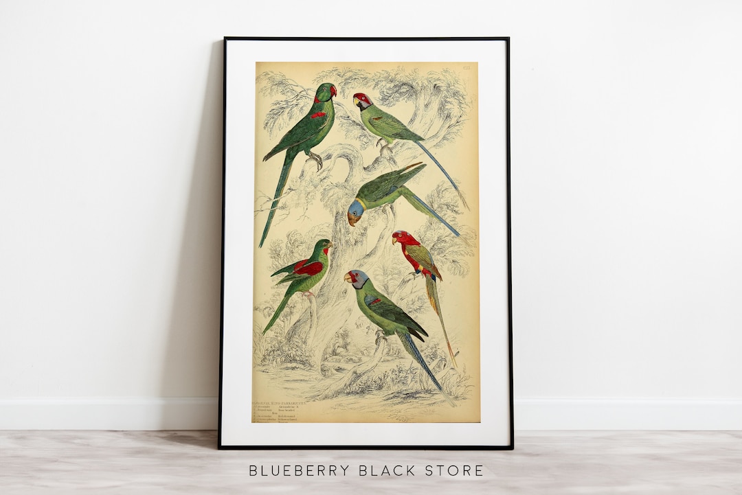 Parrots Species Print | PRINTABLE Room Decor | Digital Download ...