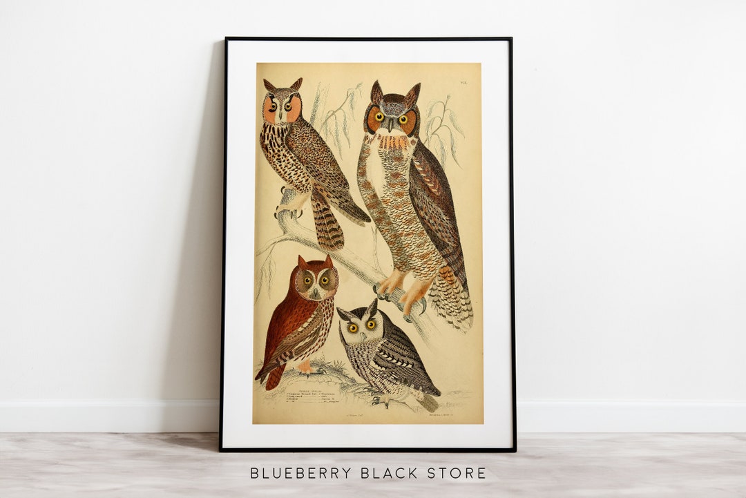 Owls Species Print | PRINTABLE Room Decor | Digital Download | Vintage Style Animals ...