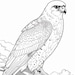 Majestic Peregrine Falcon - 4 Coloring Pages - Etsy