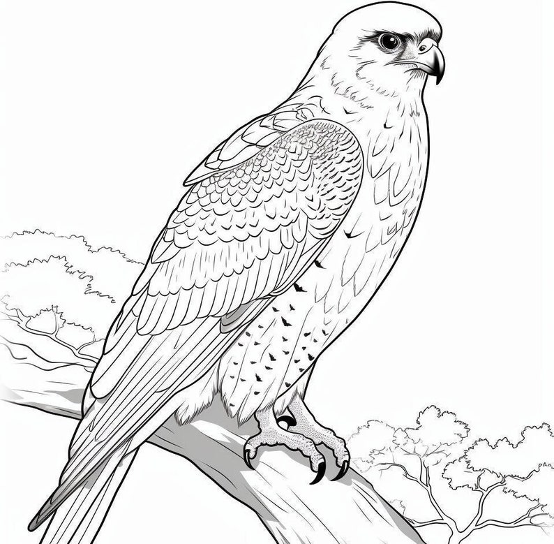 Majestic Peregrine Falcon - 4 Coloring Pages - Etsy