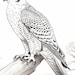 Majestic Peregrine Falcon - 4 Coloring Pages - Etsy