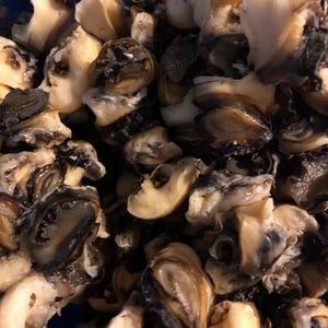 Ngolo/whelk/nkonkor/sea Snail,***ships Only on Monday & Tuesday With ...