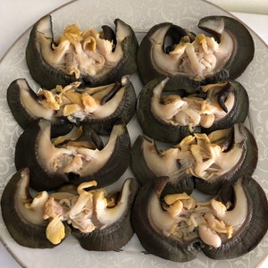 Fresh Frozen Jumbo Snails - Ready to Cook 1lb. - Etsy