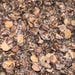 Fresh Frozen Iru (locust Beans) - Etsy